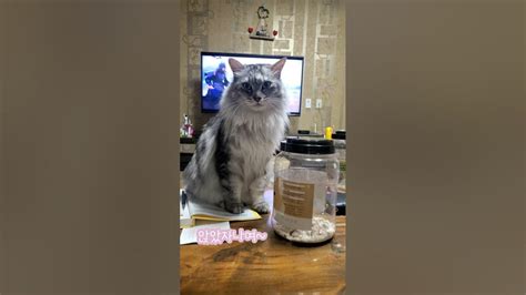 예의바른 고양이 Youtube