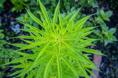 Cannabis Tree Top With Grow Flower Bud In Herb Farm Stock Image Image