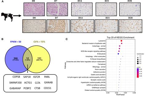 Figure 1 From Transcriptome Based Selection And Validation Of Optimal Reference Genes In