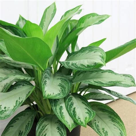 Aglaonema Silver Bay Tamara Garden Center