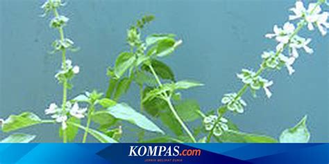 Manfaat Daun Kemangi Untuk Kesehatan Yang Perlu Diketahui