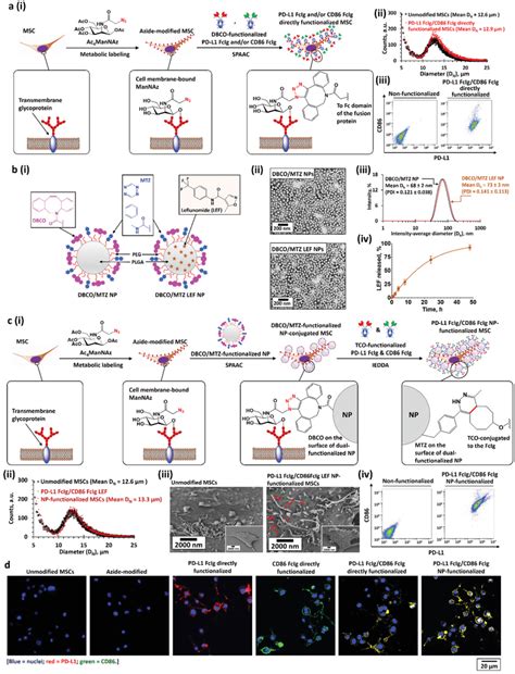 Bioengineering Of Pd‐l1 And Cd86 Functionalized Mscs A I