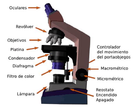 Partes De Un Microscopio