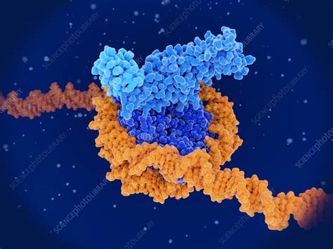 Histone Methylation Molecular Model Stock Image F036 5376 Science Photo Library