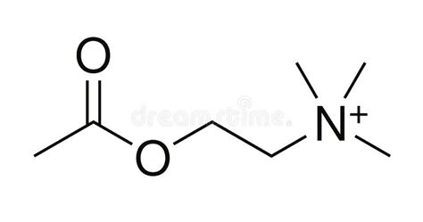 Acetylcholine Molecule Chemical Structure Stock Illustration