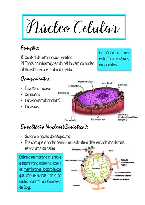Mapa Mental Núcleo Celular Bamedu