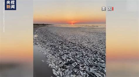 海洋异常升温这两国海滩惊现大量死鱼