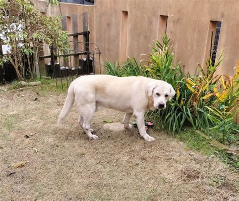 天気は下り坂なので Labradors Loveryな仲間たち