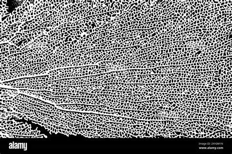 Skeleton Leaf Background Not Ai Vector Illustration Stock Vector Image And Art Alamy