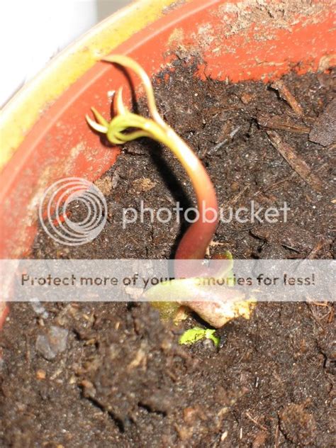 Hermit Crab Food Trials Mango Tree