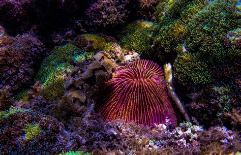 Mushroom Coral Seaunseen