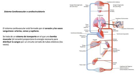 Solution Tema 6 Sistema Cardiorespiratorio Studypool