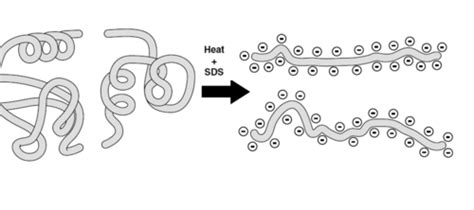 Bio Quiz 3 Protein Polyacrilamide Gel Electrophoresis Flashcards