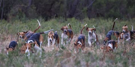 84 Des Français Déclarent Aimer Les Chiens Vè
