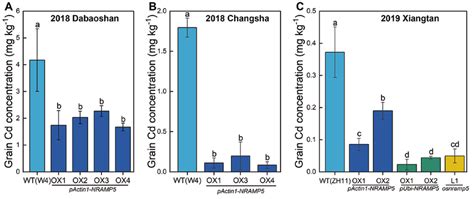 Effects Of The Overexpression Of OsNRAMP5 On The Concentration Of Cd In