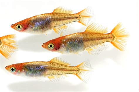 琥珀透明鱗ヒカリメダカとは 改良メダカweb図鑑no0087 メダカの品種 琥珀 改良メダカweb図鑑
