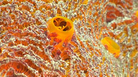Premium Stock Video Orange Tunicate Aplidium Close Up Underwater Shot
