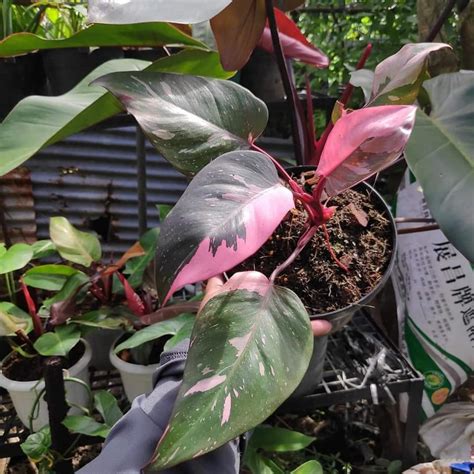 ️pink Princess Vs 👍white Wizard Robie Punong Bayan