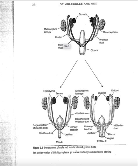 Solved We Usually Discuss Sex As A Dichotomous Variable Chegg Com