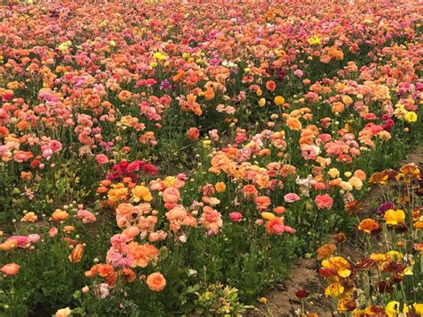 Share Your Photos Of La Mesa Mount Helix With Patch La Mesa Ca Patch