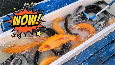 121423 Stocking Big Lightning Trout Sierrabows And Trophy Trout At Santa Ana River Lakes