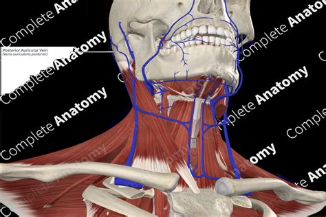 Posterior Auricular Vein Complete Anatomy