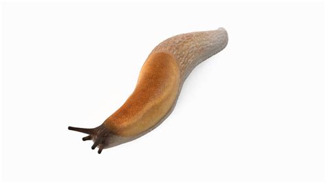 Iberian Slug Lying 3d Model Turbosquid 2015867