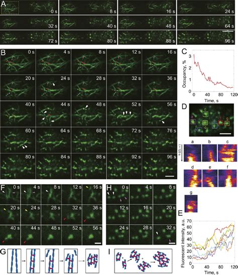 A23187 Treatment Induces Rearrangement Fragmentation And Download