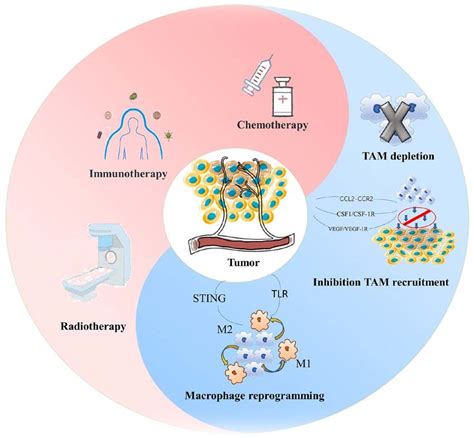 Strategies For Targeting Macrophages In Combination With Conventional