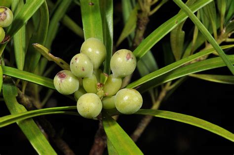 Podocarpus Plant 2 Podocarpaceae