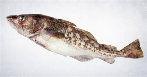 27 Fish With The Most Protein Complete List