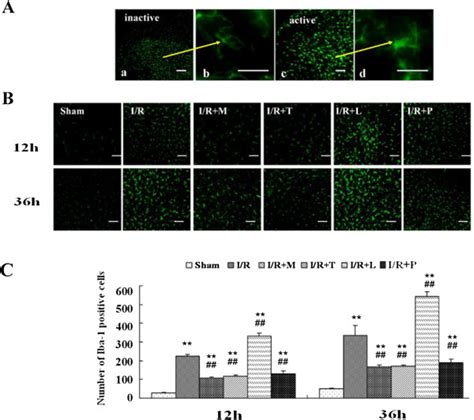 Intrathecal Antagonism Of Microglial Tlr4 Reduces Inflammatory Damage