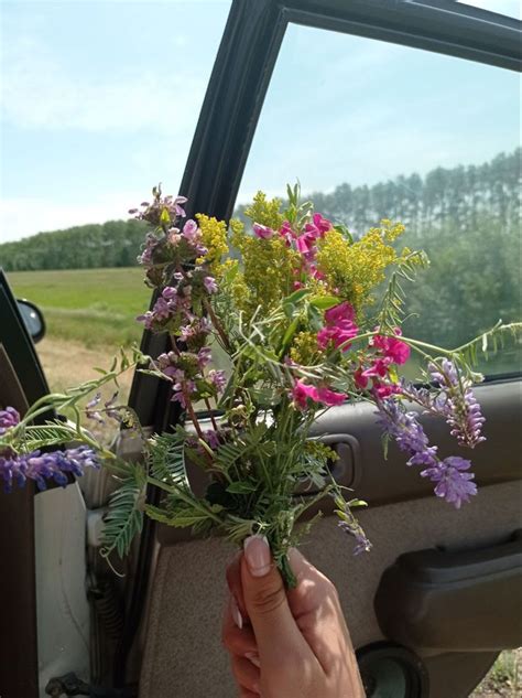 Полевые цветы