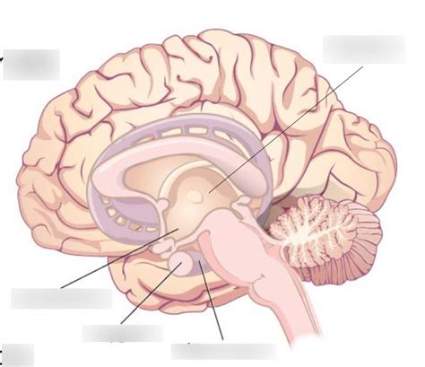 Chapter 2 Subcortical Structures Diagram Diagram Quizlet
