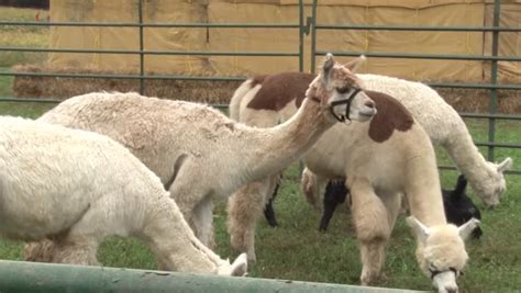 Y Worry Farms Pumpkin Patch Arundel Tv Free Download Borrow And Streaming Internet Archive