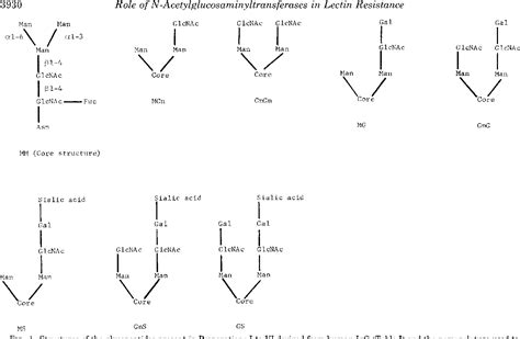 Figure 1 From Control Of Glycoprotein Synthesis Lectin Resistant Mutant Containing Only One Of