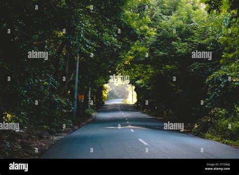 Trees Arching Hi Res Stock Photography And Images Alamy