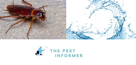 Can Roaches Drown Do Cockroaches Die In Water The Pest Informer
