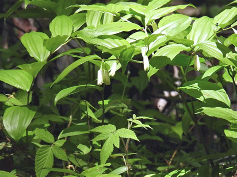 ホウチャクソウ宝鐸草と クサイチゴ草苺 無名子のよしなしごと