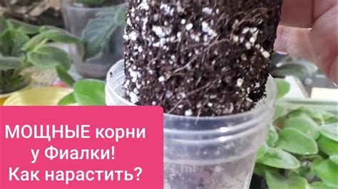 МОЩНЫЕ КОРНИ у Фиалки! Как нарастить? - YouTube