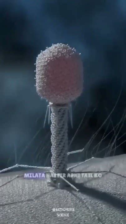 Bacteriophage Biological Classification Plant Diversity Biology