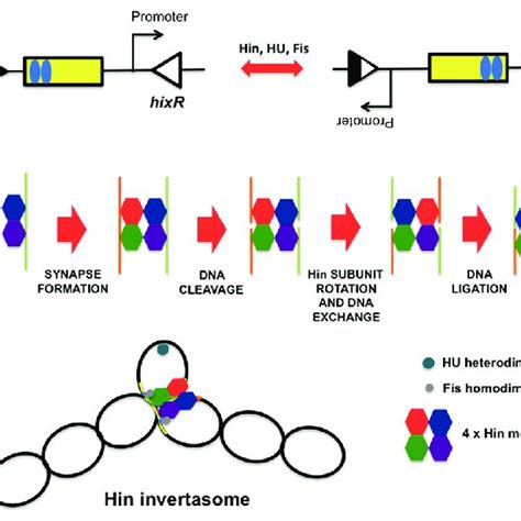 Bacteriophage Lambda Int Mediated Site Specific Recombination The Key