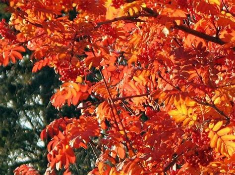 18 Common Trees Native To Maine Includes Evergreen Species