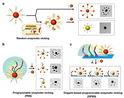 Pdf Spatially Programmable Enzymatic Nanorobot Arm To Modulate