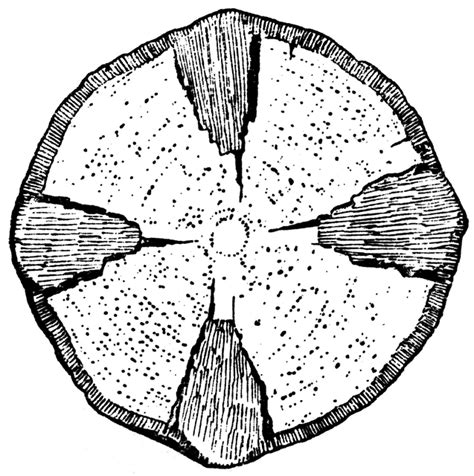 Cross Section Of Stem Of Bignonia Clipart Etc