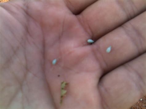 Techie2aggie Anthracnose And Ash Weevil In Mango