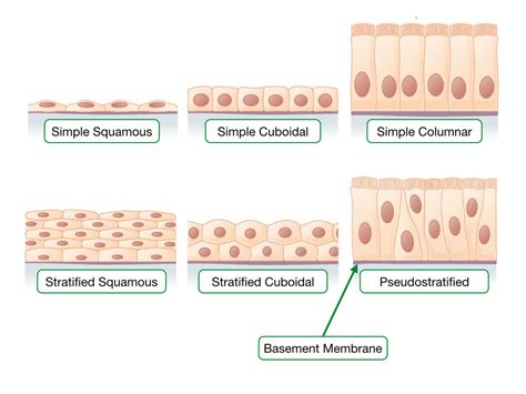 Diagram Of Epithelial Tissue Quizlet