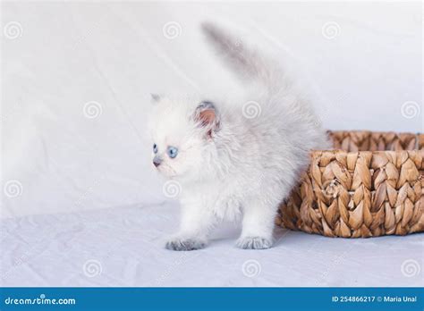 White Fluffy Kitten Standing On A White Sheet Blue Eyes Stock Image