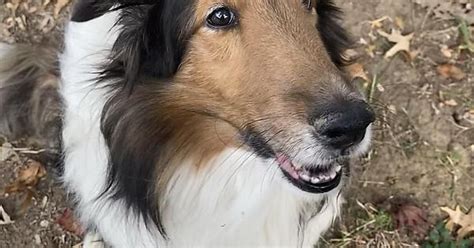 My Elder Statesdog Mr Snickers Album On Imgur