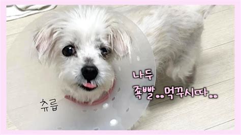 유기견 빵식이의 팍씨완달 3박 4일 수련회 마지막 일상 Vlog 족발 탐내는 강아지 드디어 건사료 편식 해결 Youtube